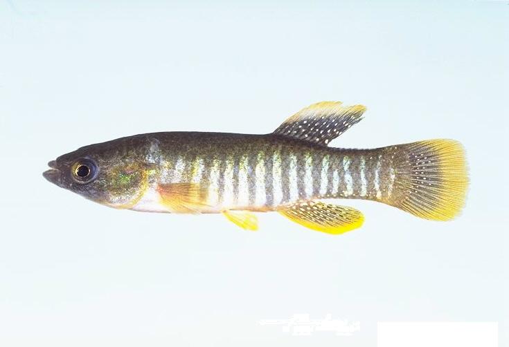 Artes de Pesca: mayo 2016