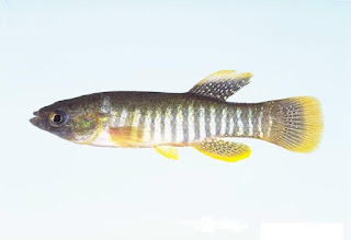 Artes de Pesca: mayo 2016