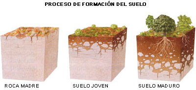 Pedagogía de las Ciencias Naturales : FORMACIÓN DEL SUELO
