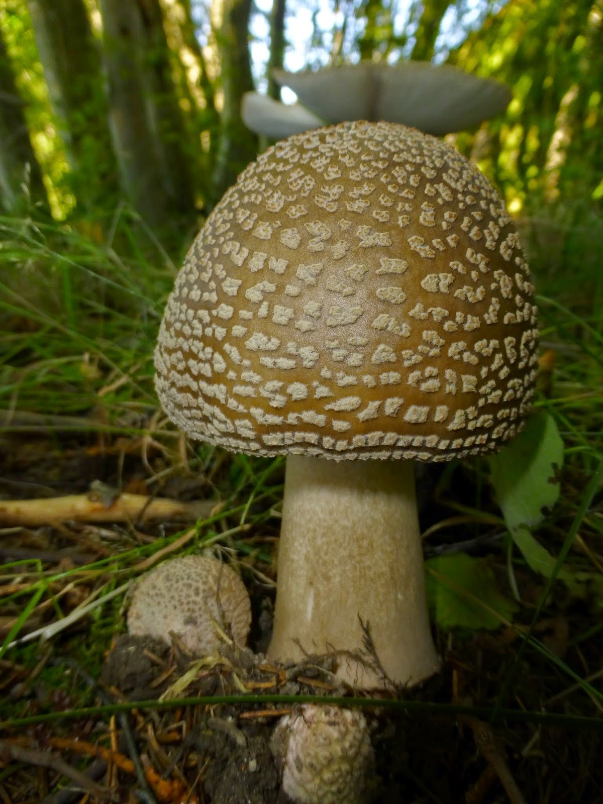 Aases verden: En fantastisk sopphøst.