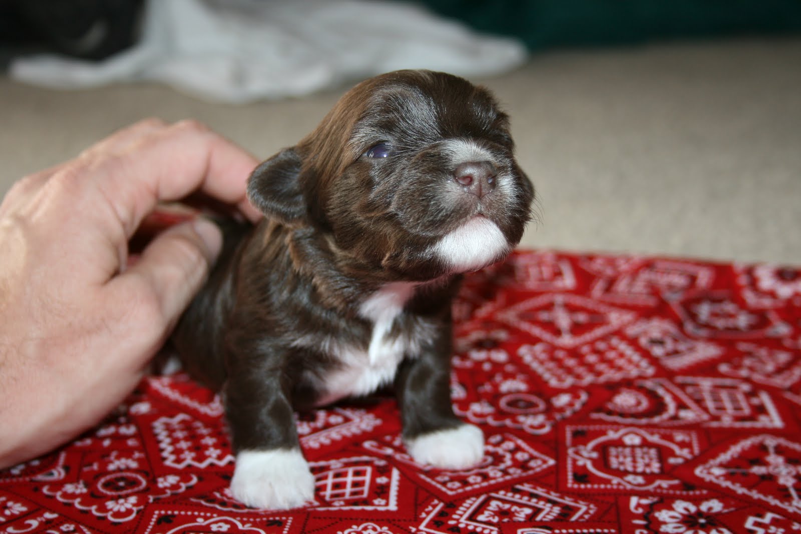 Available Puppies: Havanese puppies are 2 weeks old with their eyes open!!
