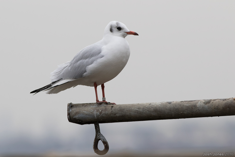 Josh's Blog: Ringed Black-headed Gulls on the Thames