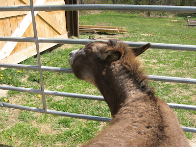 The Dancing Donkey: Donkey Em's Tips & Techniques For Training Humans