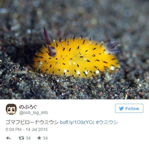 You won't believe these Cute Sea Creatures exists | Big Bad Planet