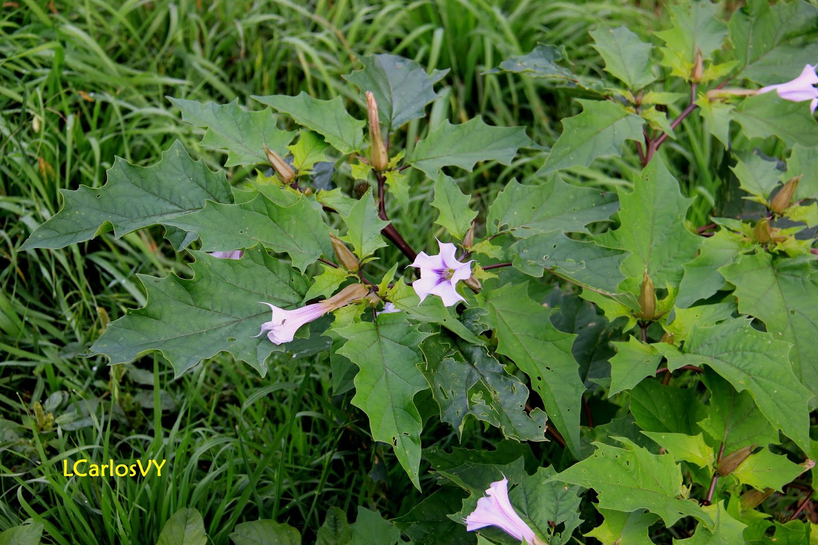 Plantas silvestres de Asturias: Estramonio, fediondu, matatopos ...