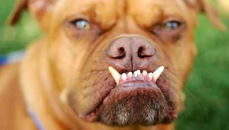 10 PERROS MAS HORRIBLES DEL MUNDO | Extremo & Curioso