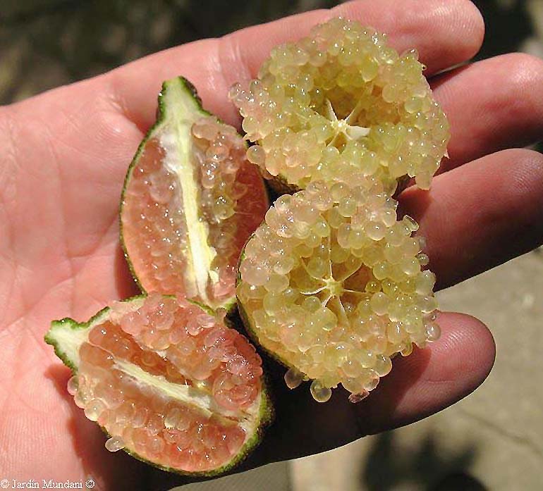 Future is written in green: Microcitrus australasica: vegetable caviar