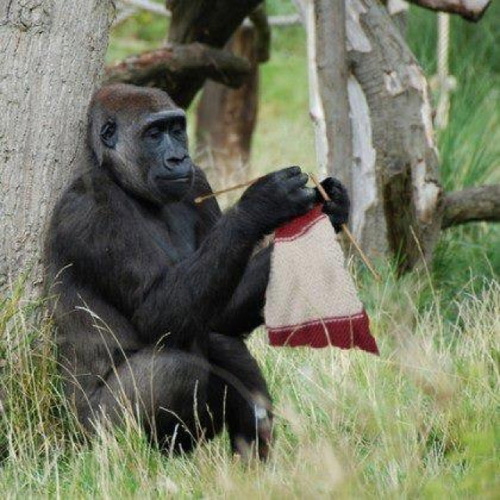 Beautiful Skills - Crochet Knitting Quilting : Clever Gorilla Learns ... Beautiful Skills - Crochet Knitting Quilting : Clever Gorilla Learns ...