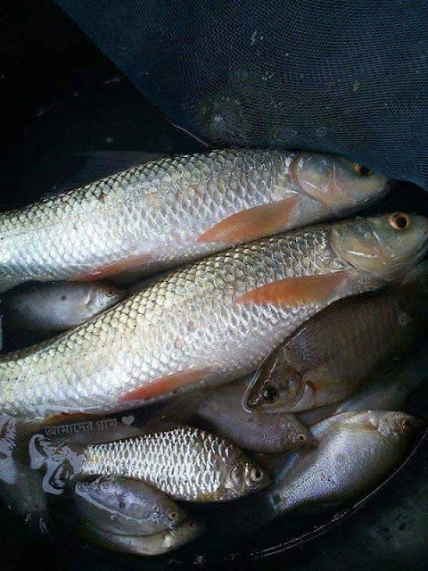 Popular Fishes In Odisha - Odia Khana Khazana | Odisha Recipes | Odisha ...