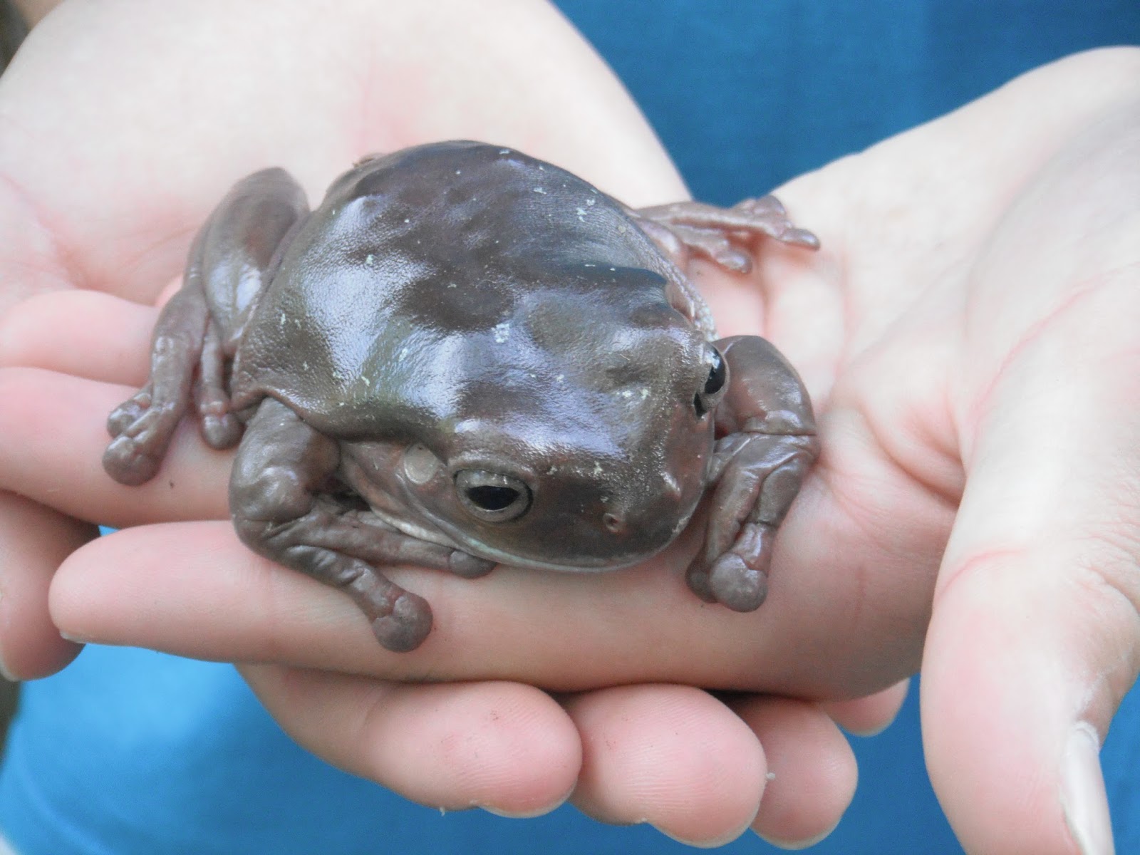 Curious Creatures • Children's Museum