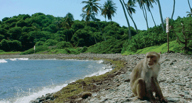 Galicia en Puerto Rico: VIEQUES, CULEBRA, MONA, CAYO SANTIAGO…