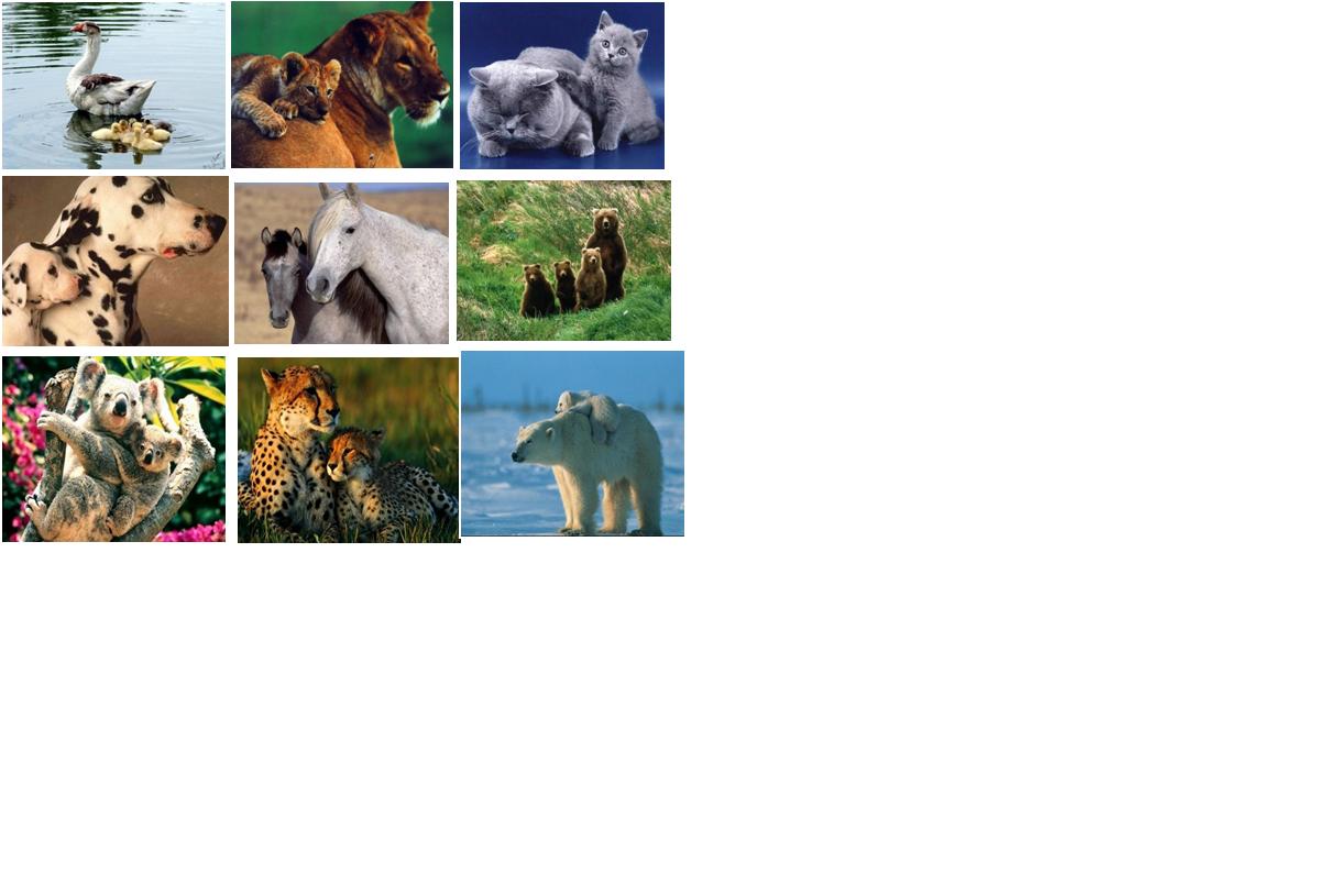 Animals and their young or their babies | Science Education Corner ...