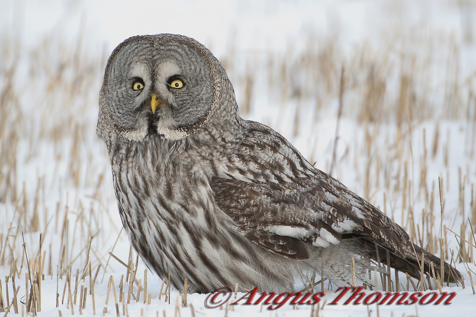 Angus-Zweden: Grote Grijze uil