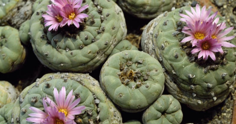 Las drogas: La mescalina