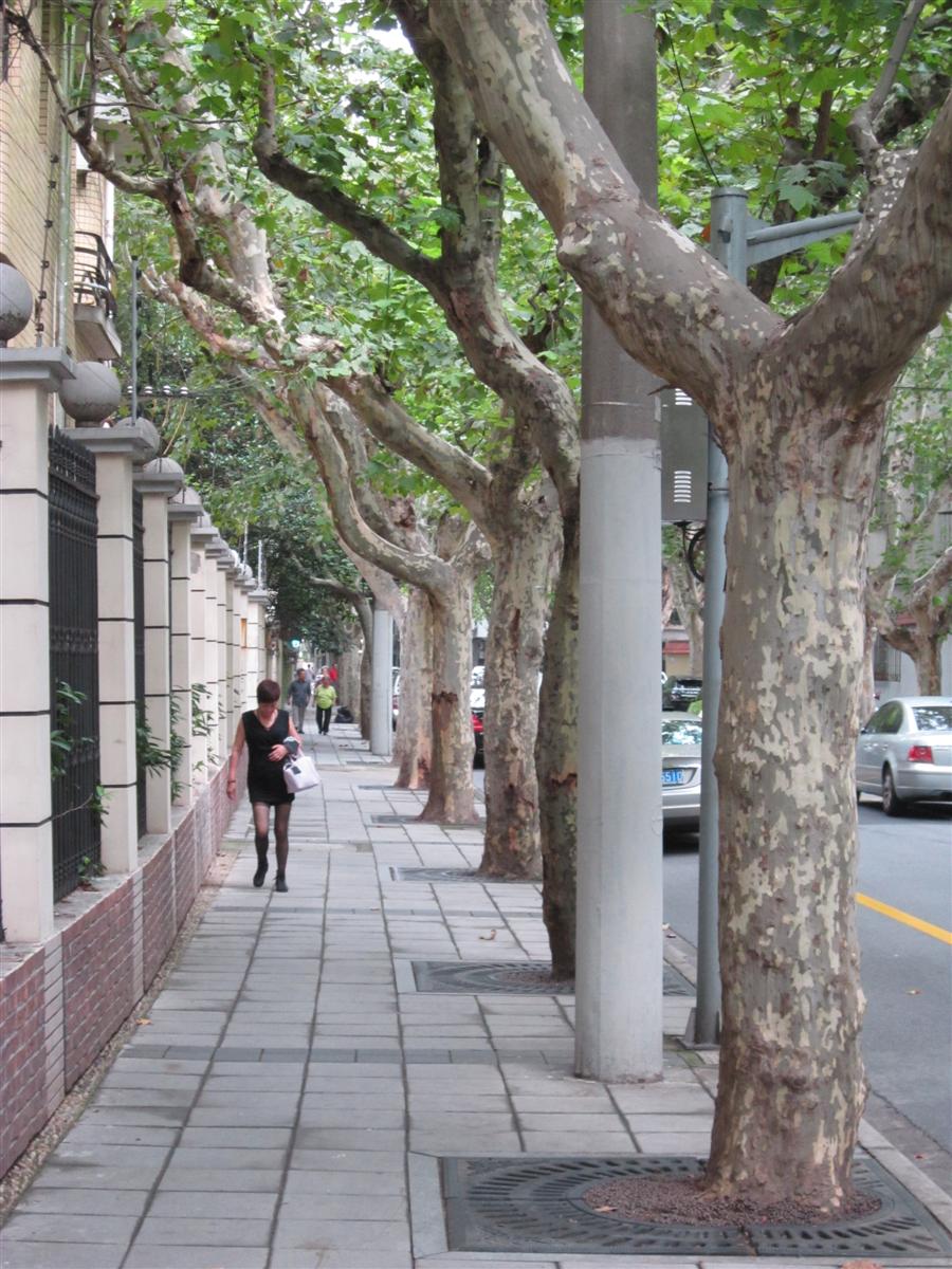 Reflections on Auckland Planning: Shanghai - Can't see wires for trees