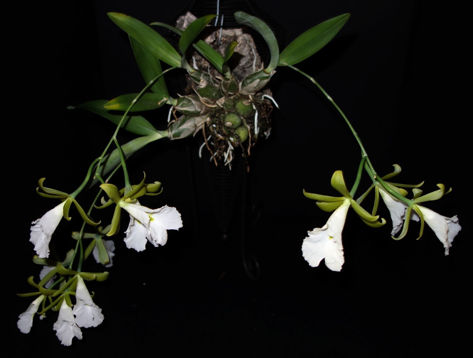 Arne's Orchid Corner: Orchid of the day: Prosthechea mariae, formerly ...