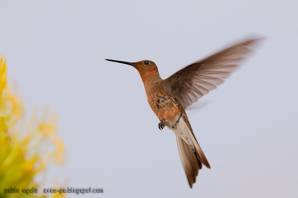 mis fotos de aves: Patagona gigas Picaflor Gigante Giant Hummingbird