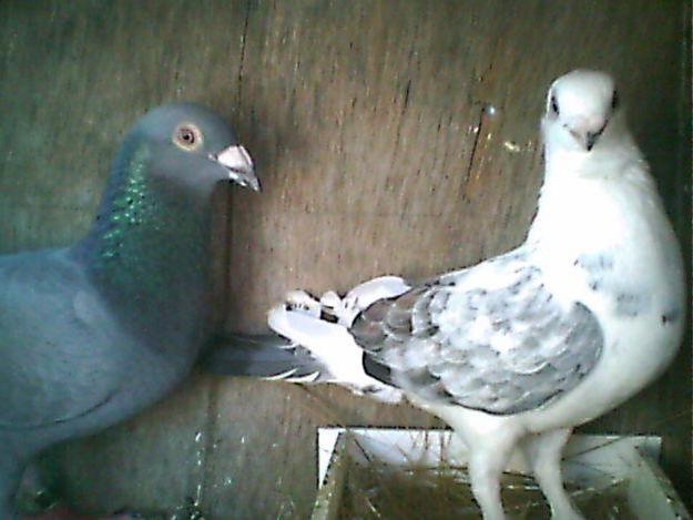 Matang Apoy: Laya ng Kalapati