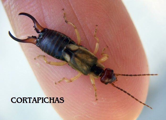 Diccionario de Algodonales: C