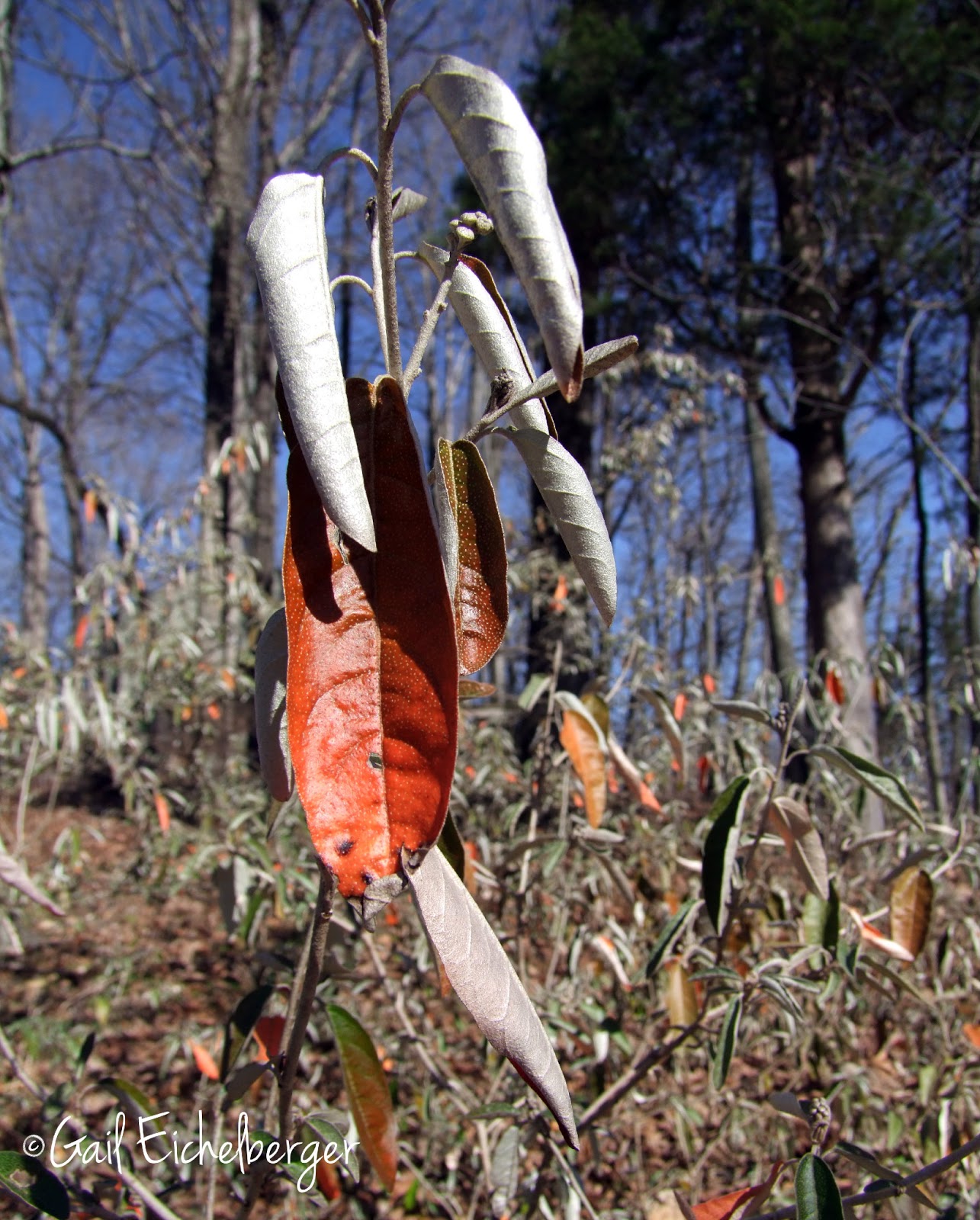 clay and limestone: Wildflower Wednesday: The Rare Alabama Croton