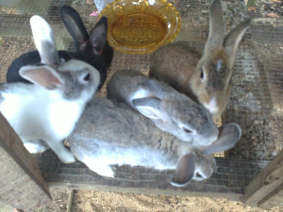 Zoo nEGeri BaWabAT: Arnab-arnabku di Malaysia..