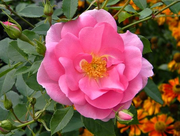 Borneo Island, Awaken To A Different World: Cariad Rose