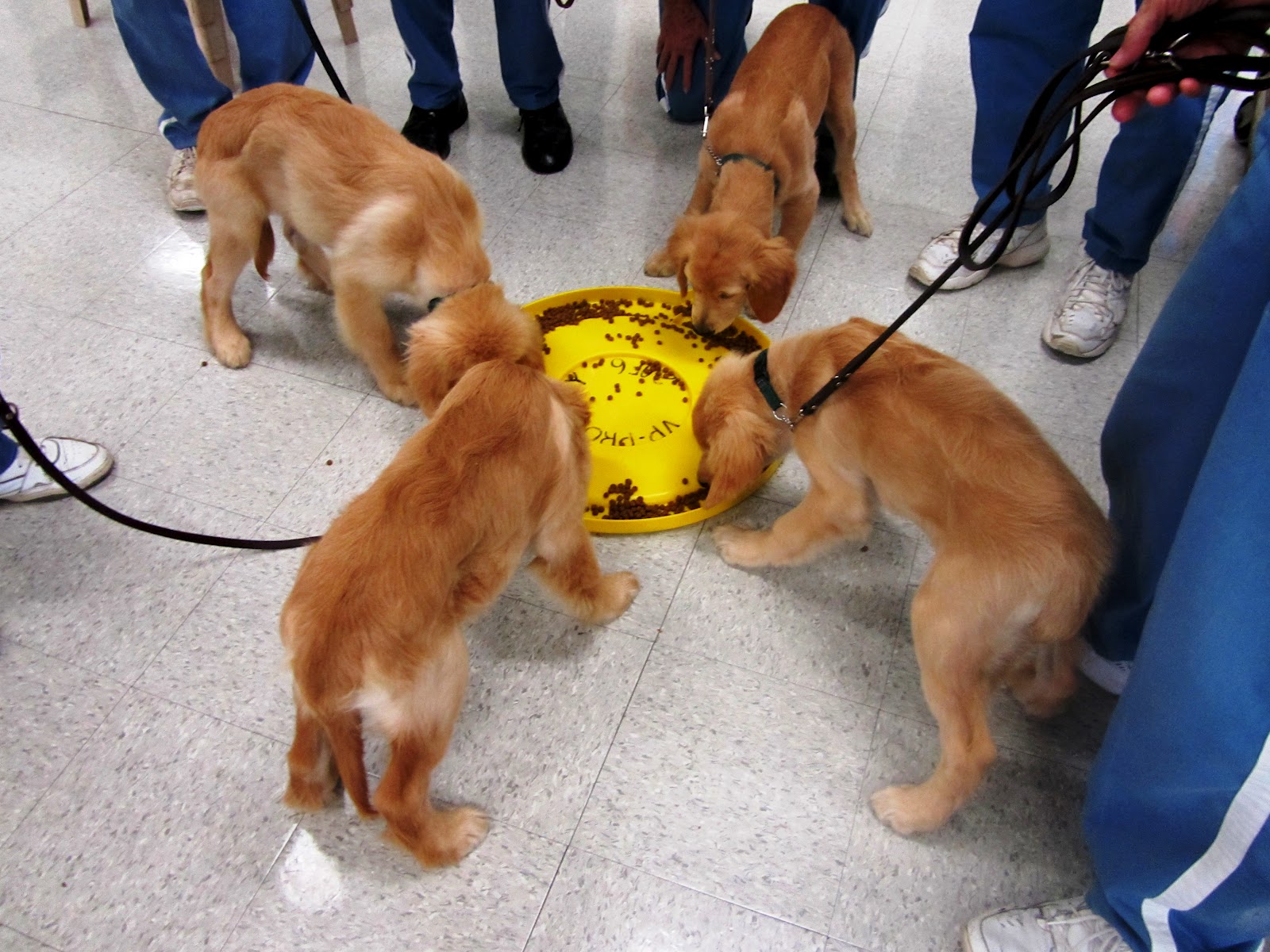 PRISON DOG PROGRAMS ~ BRIDGES and PATHWAYS of COURAGE: A FEW PRISON DOG ...