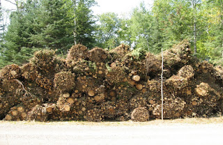 Pengertian Biopulping IPA (Ilmu Pengetahuan Alam) Tingkat Sekolah SMP ...