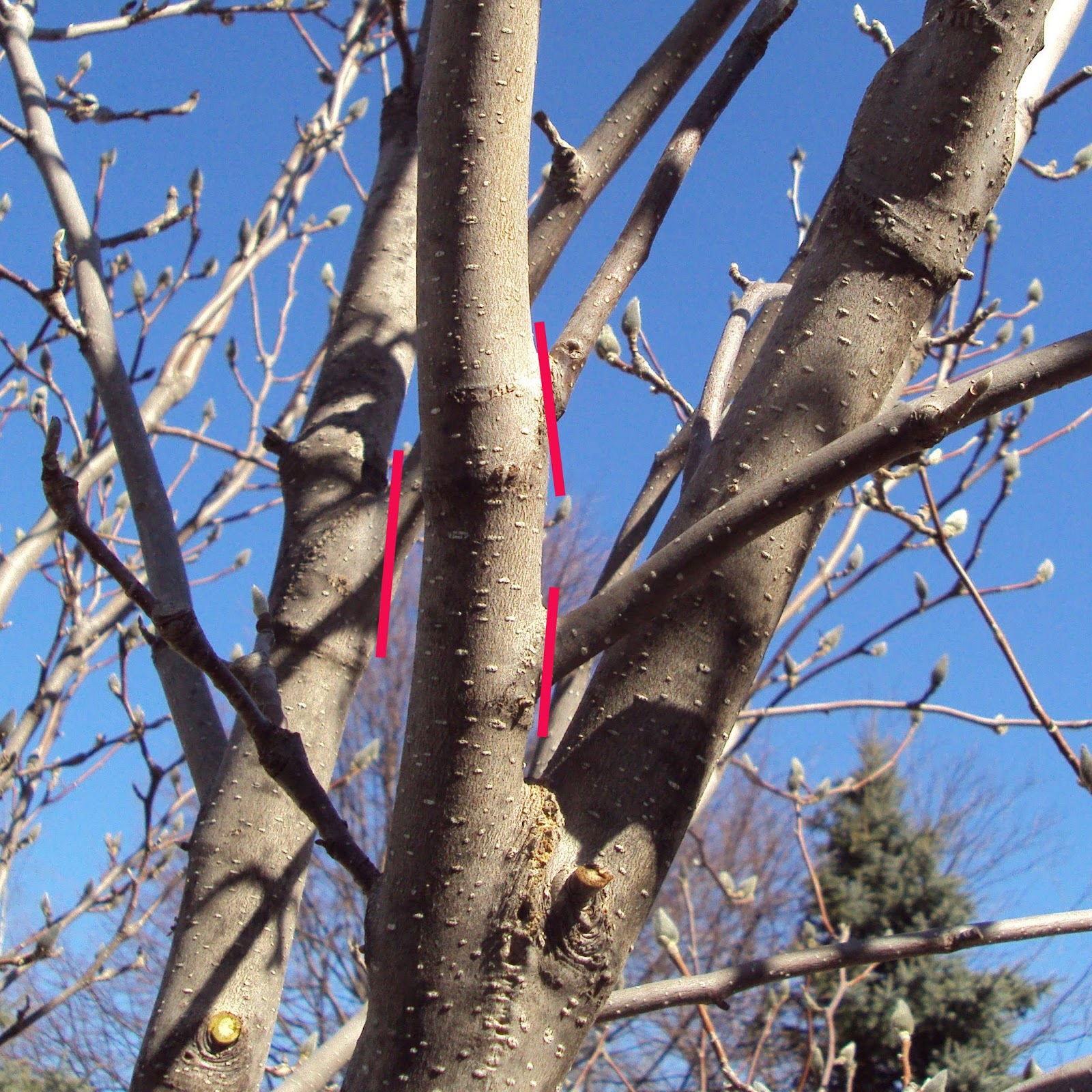 "Goodness in the Garden": "Yes! You Can" - Pruning the Canopy of a Tree