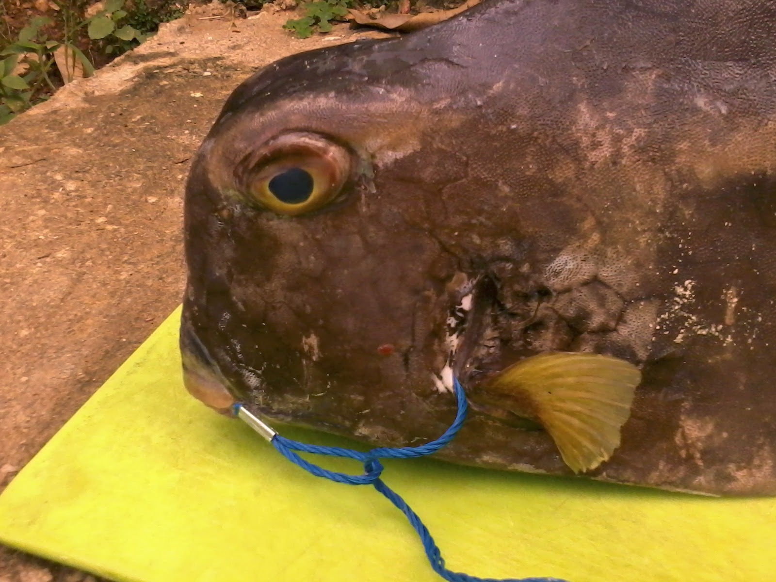 Pesca de Pez Torito , Pez Toro o caja de muerto,Pez cofre (Venezuela)