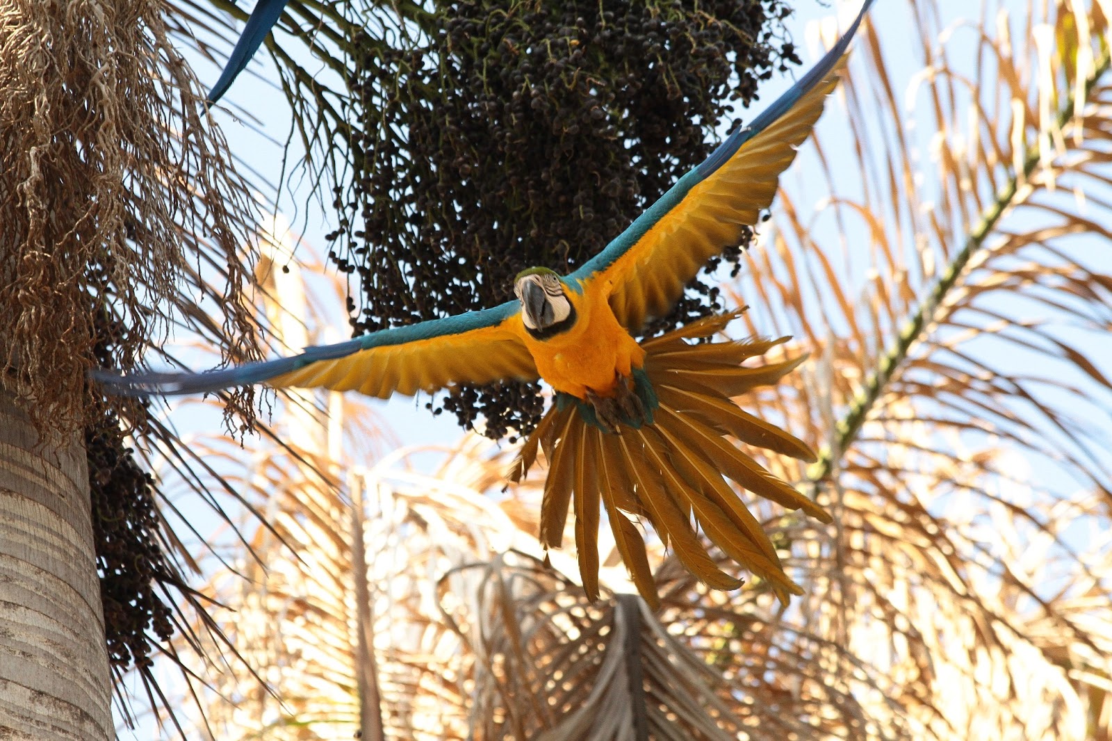 Nuestro bello mundo...: Guacamayos en vuelo, Fotos tomadas en el Parque ...