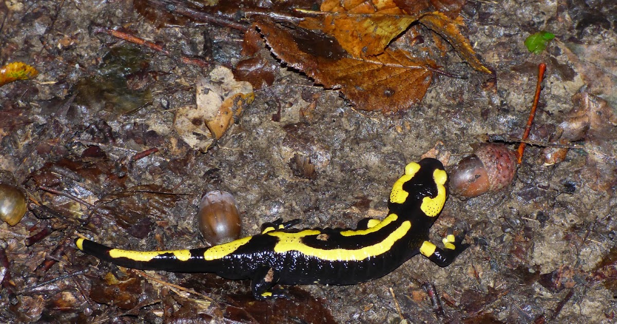 Au commencement: Salamandre tachetée