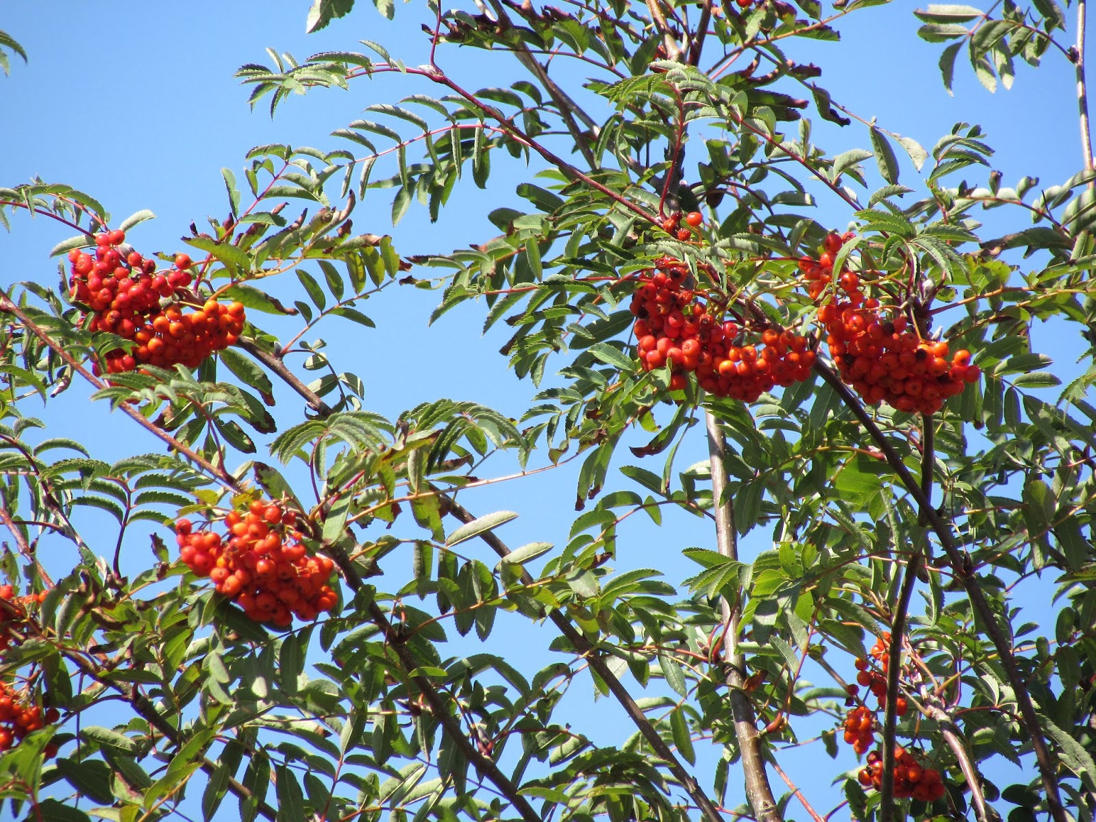 El Bosque y sus Secretos: Frutos y bayas del bosque