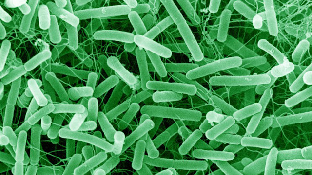 Pras Academy - SMP: Klasifikasi Makhluk Hidup: Mempelajari Dunia Monera ...