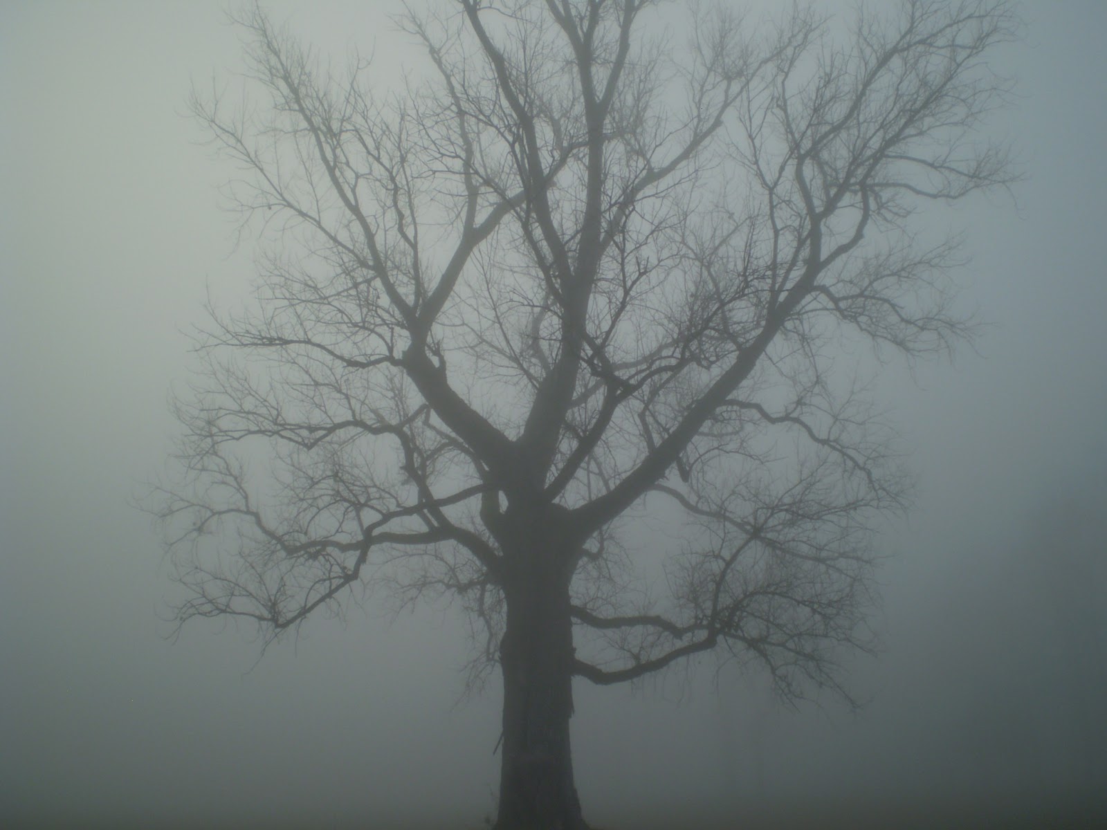 Thoughts That Go Bump in the Night: The Cold, Bare Teeth of Hungry Trees
