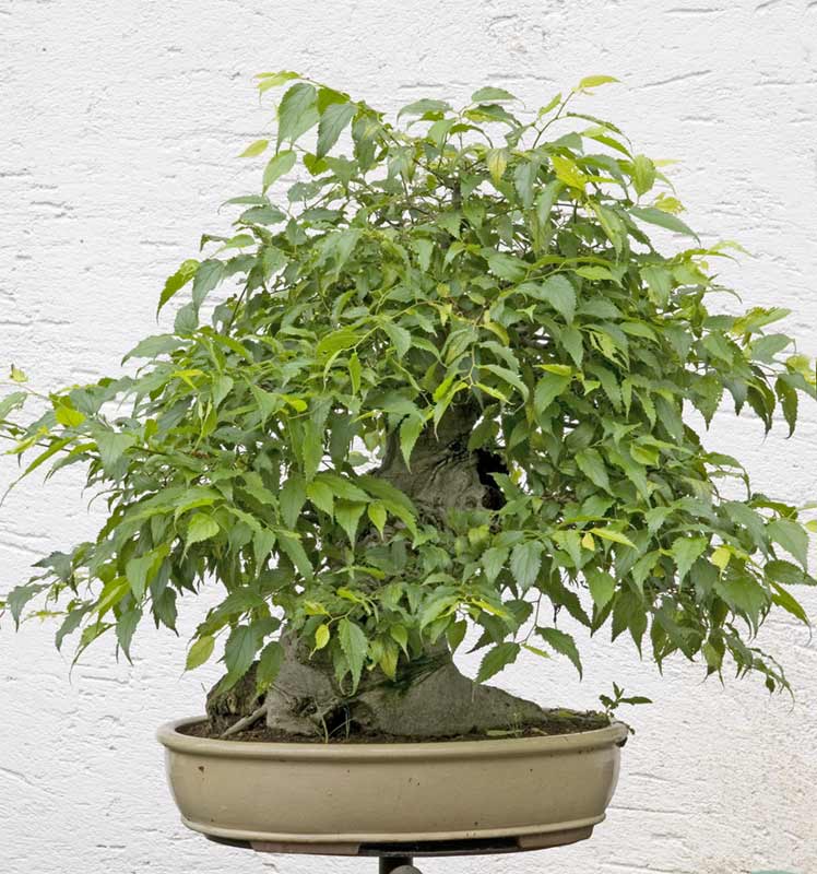 Walter Pall Bonsai Adventures: Cutting back European hackberry