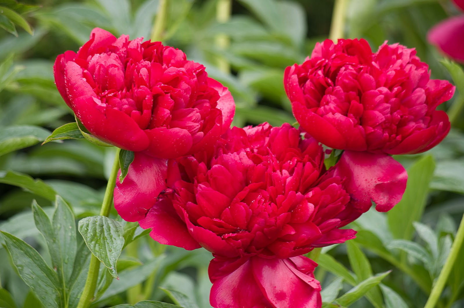 Thom Zehrfeld Photography : Adelman Gardens Peony Paradise
