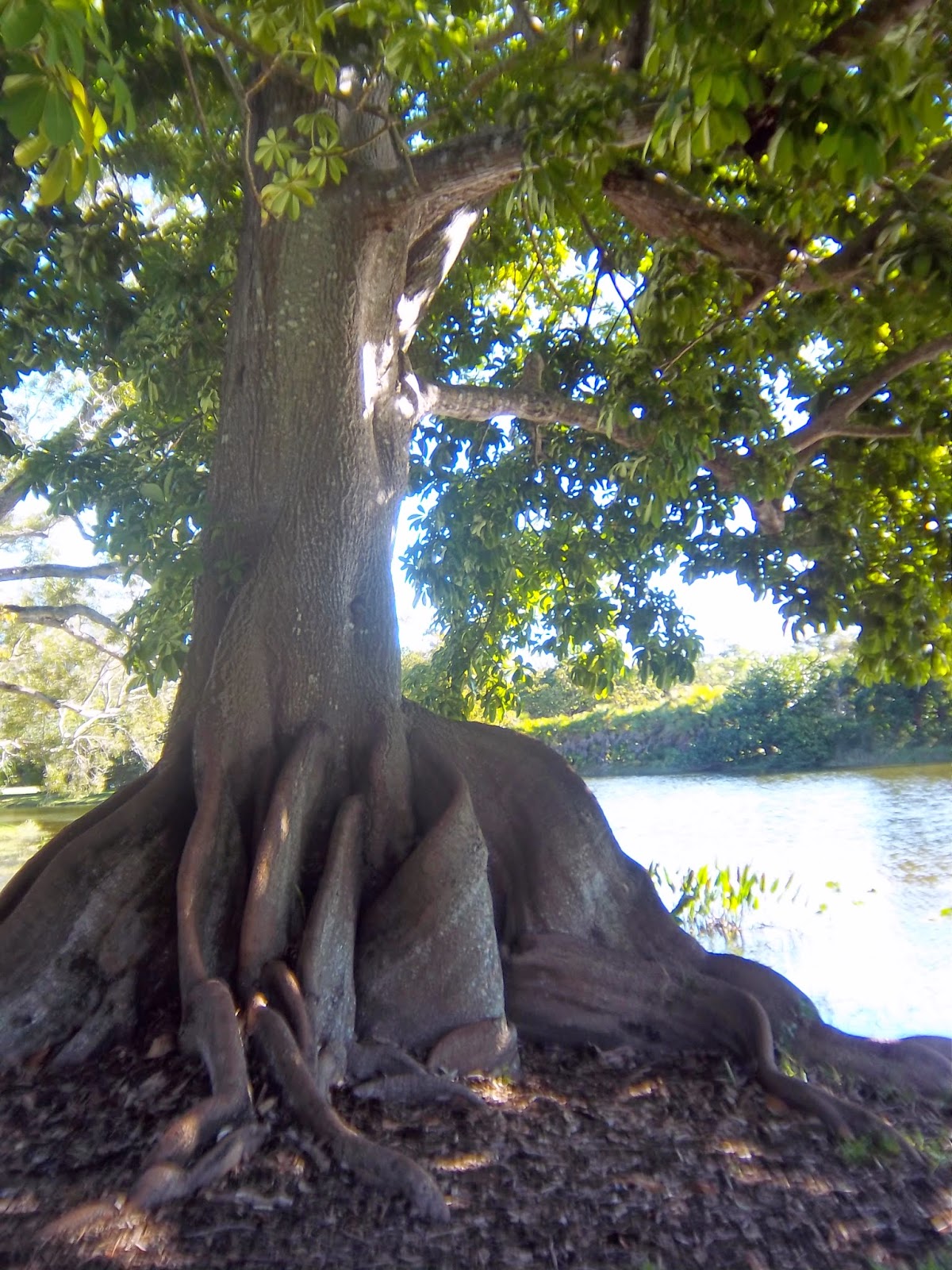 Reforestation and the Medicinal Uses of Trees -Liliana Usvat Research ...