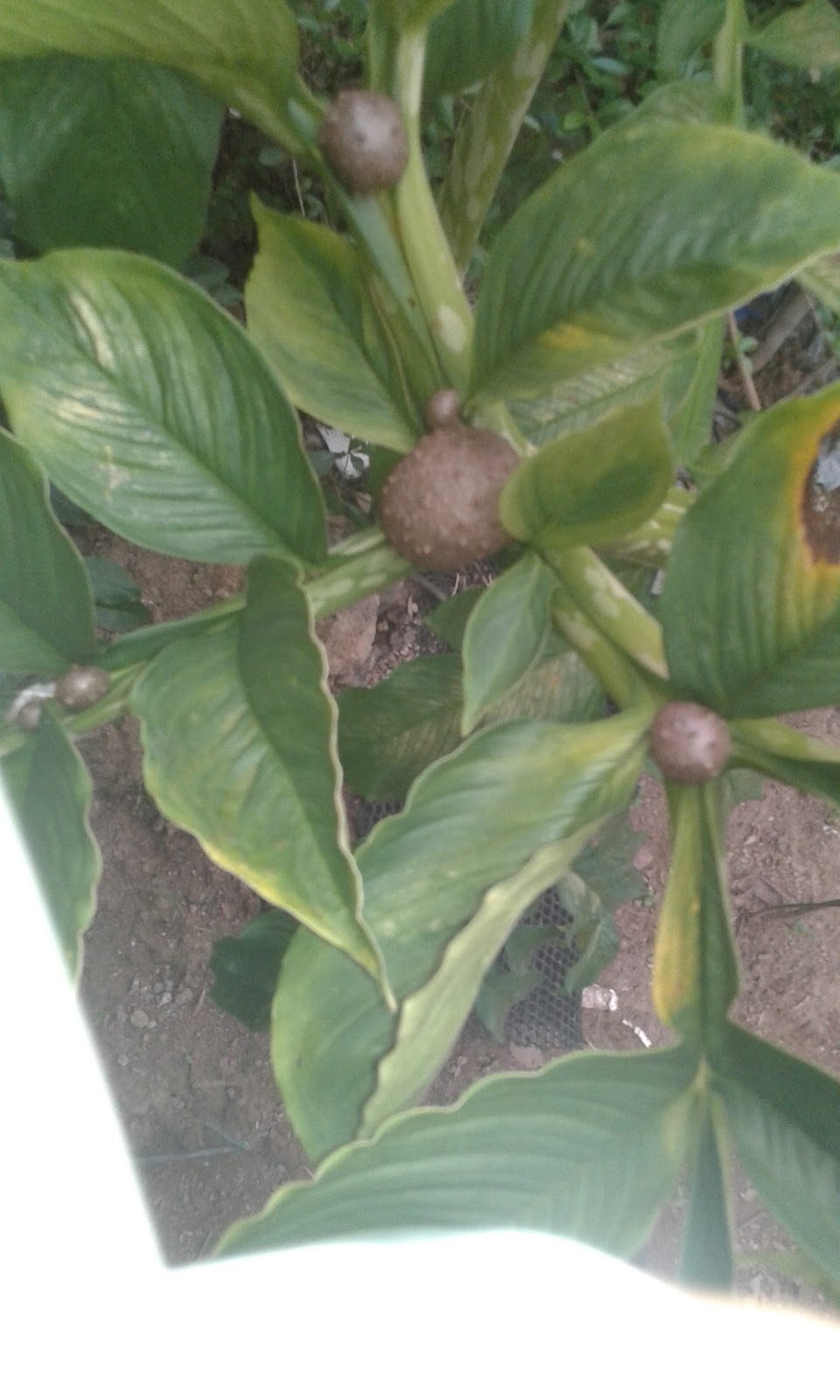 Jual bibit porang: Jual bibit porang Jual bibit porang: Jual bibit porang