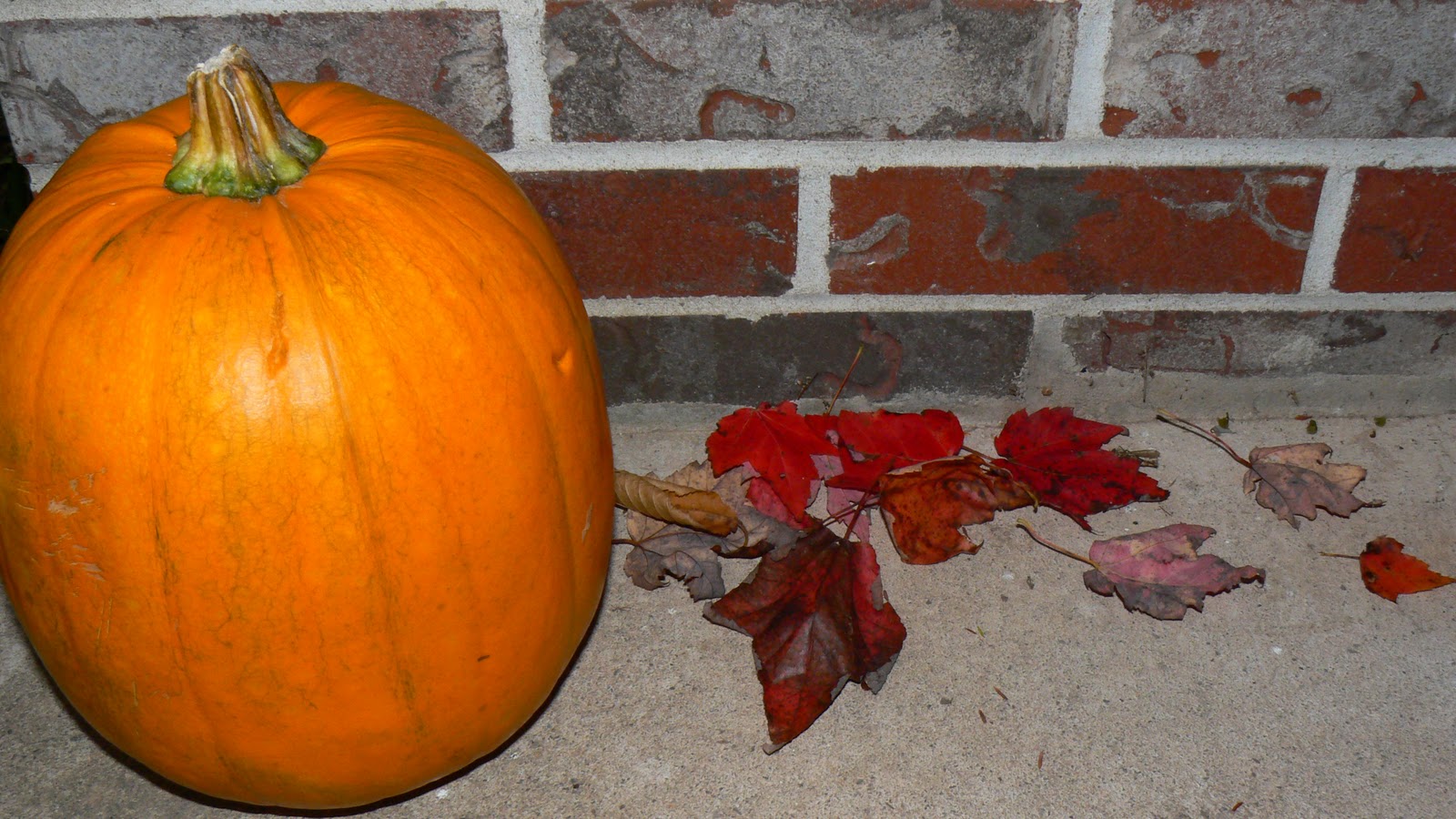 Zoë'sZoo: The Great Pumpkin Transformation part 1