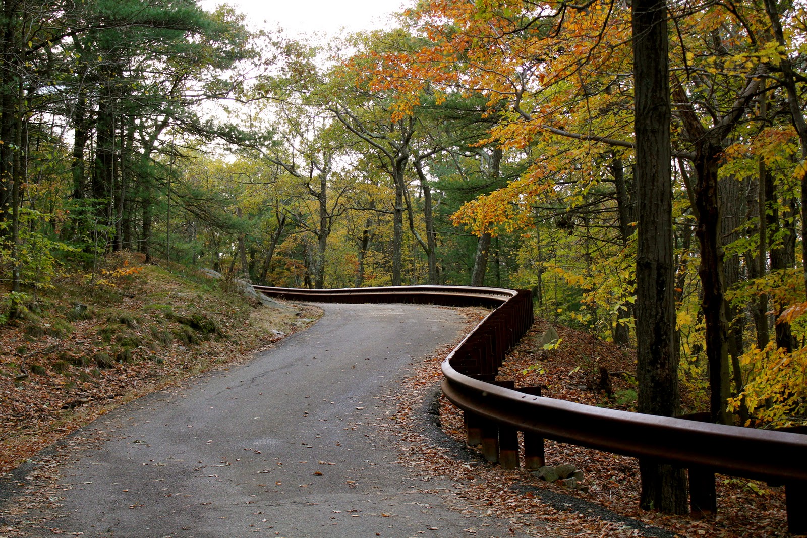 Monkey Business: Back Road