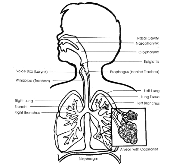 Acute Care: Nursing Care For Acute Respiratory Failure
