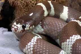 SERPIENTE REY CALIFORNIA HYPO - MASCOTAS EXÓTICAS Y MÁS