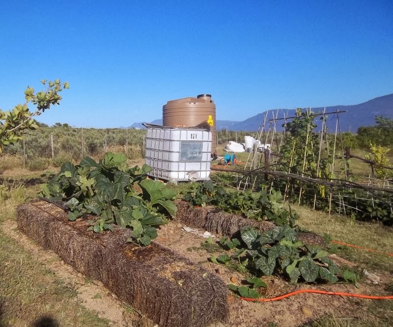 Eco Footprint ~ South Africa: Baby marrows