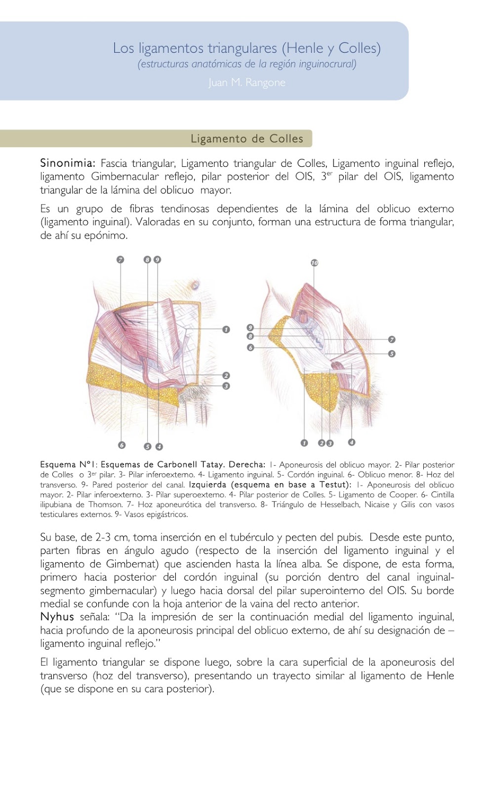 Cuadernos de Anatomía Quirúrgica: Los ligamentos triangulares (Henle y ...