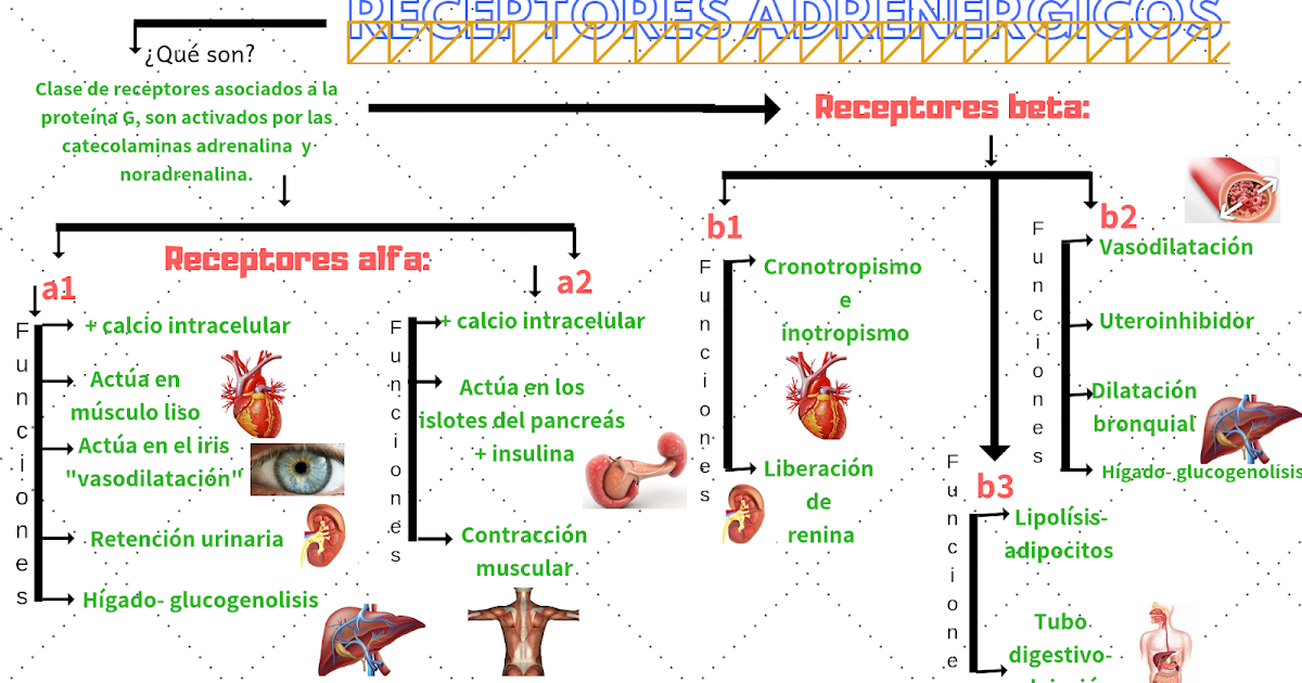 Receptores adrenérgicos
