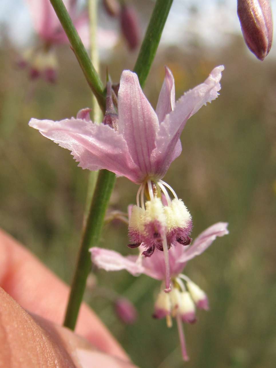 PhyloBotanist: Botany picture #57: Arthropodium milleflorum
