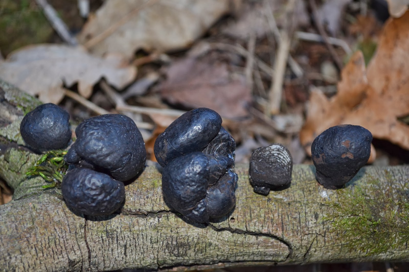 Estudio de la micologia: Daldinia Concentrica.