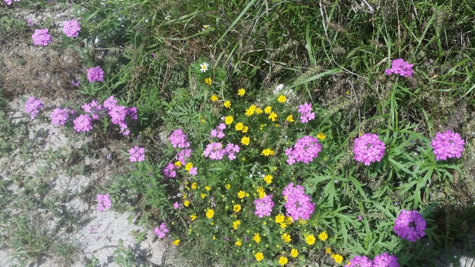 Asignatura Estatal Coahuila con Vision>