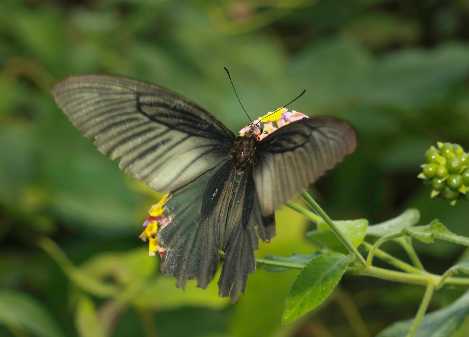 Butterflies of Vietnam: 259. Atrophaneura aidoneus aidoneus (The Lesser ...